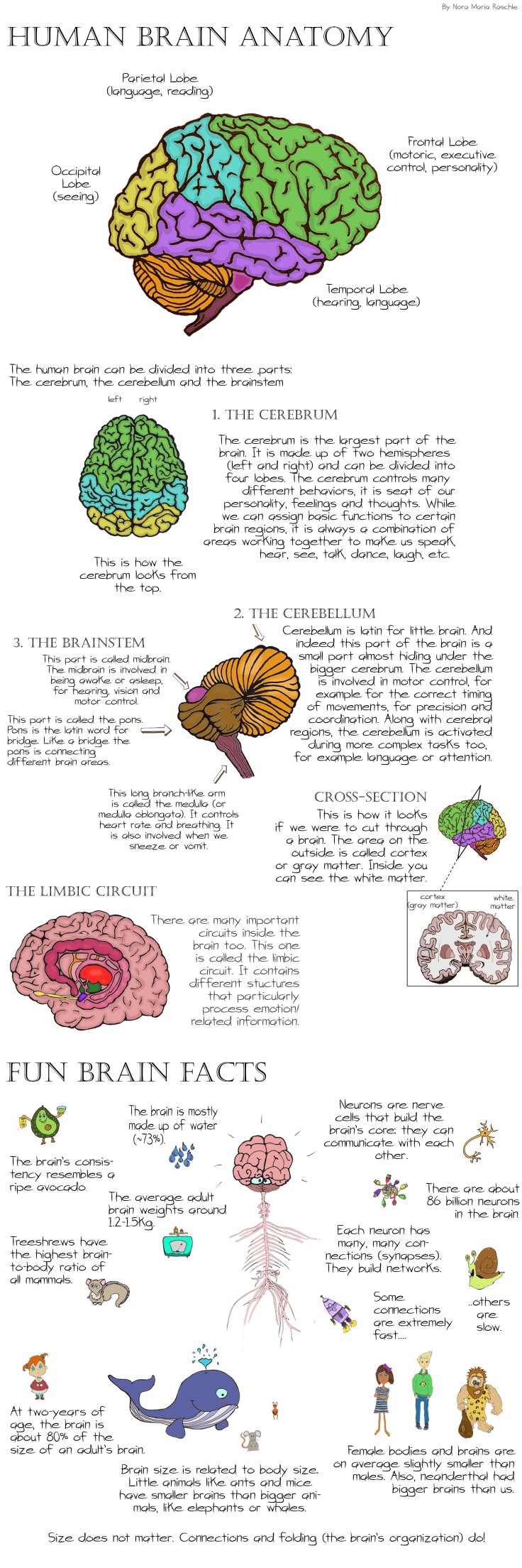 Brain Facts for Everyone – We are all born scientists